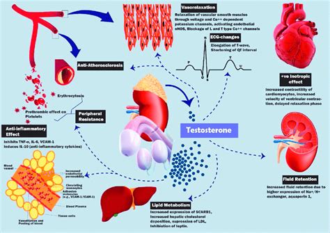 Testosterone Diagram