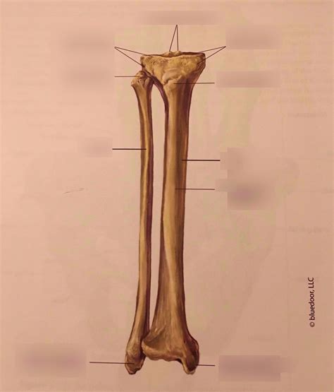 Tibia And Fibula Diagram Quizlet