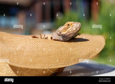 Fenster The Bearded Dragon Enjoys A Spot Of Basking Sitting Astride A