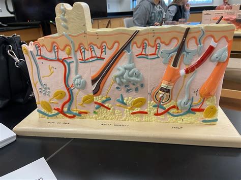 Skin Diagram Quizlet