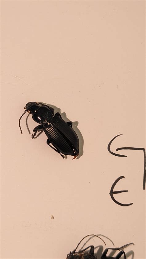 I Need Help Identifying These Beetles Uk R Beetles