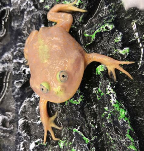 Budgetts Frog Lepidobatrachus Laevis For Sale My Home Nature
