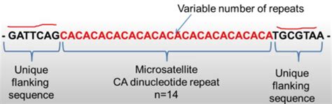 DNA Sequencing And Profiling Flashcards Quizlet