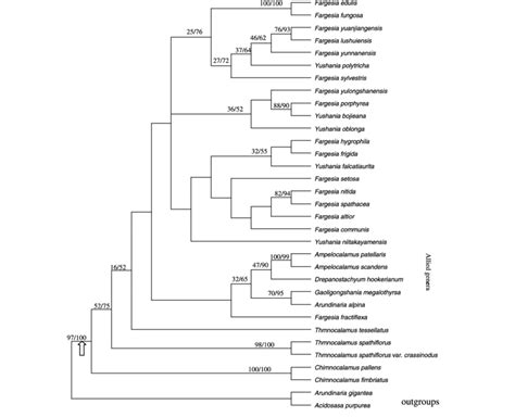 The Single Most Parsimonious Tree Based On The Combined Data Tree Download Scientific Diagram