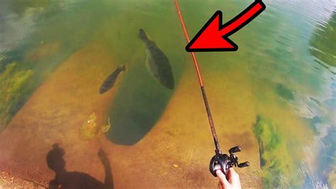 Sight Fishing Giant Bass In Clear City Pond Youtube