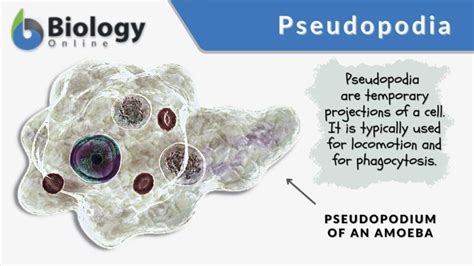 Examples Of Pseudopods Functions And Types Explained