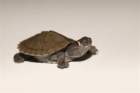 Turtles And Tortoises Cold Blooded Kingdom