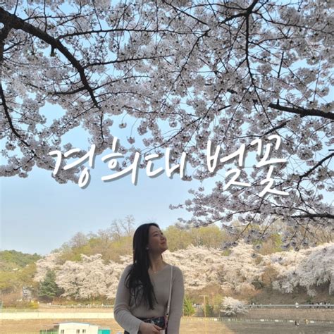 수원 용인 경희대 국제캠퍼스 벚꽃 명소 4월 7일 개화 상태 주차 네이버 블로그