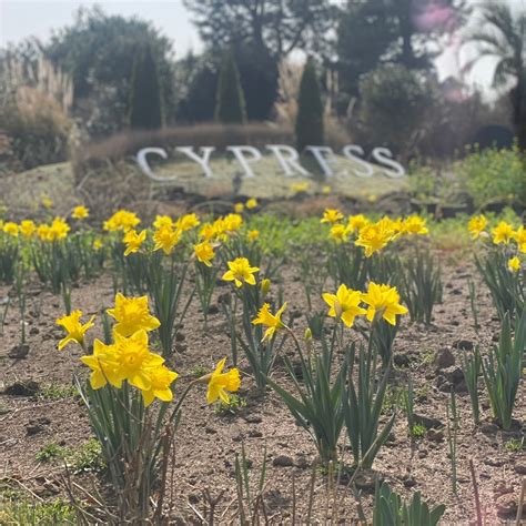 사이프러스 골프and리조트 제주 사이프러스 골프 앤 리조트🎉 봄이 오면 이쁜 꽃들과 같이 즐거운 라운딩 어떠세요 😊 신들의 정원 아름다운 골프장 제주 사이프러스 골프 앤