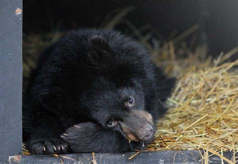 5 Hibernating Bears Let Scientists Peek Into Their Dens Live Science