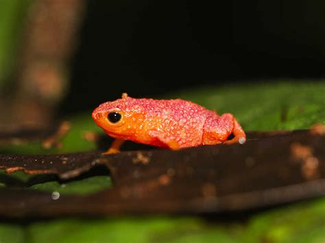 Why The Pumpkin Toadlet Jumps So Poorly Short Wave Npr