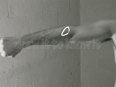 Gross Anatomy Glossary Supinator Ditki Medical And Biological Sciences