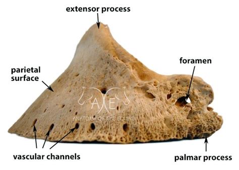 Photos Of The Coffin Bone