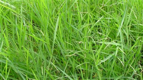 Foto Rumput Liar Bandel Basmi Sampai Akar Pakai Cairan Ini Hasilnya Permanen