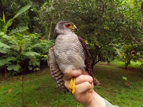 Boom Chachalaca Tiny Hawk In A Big World