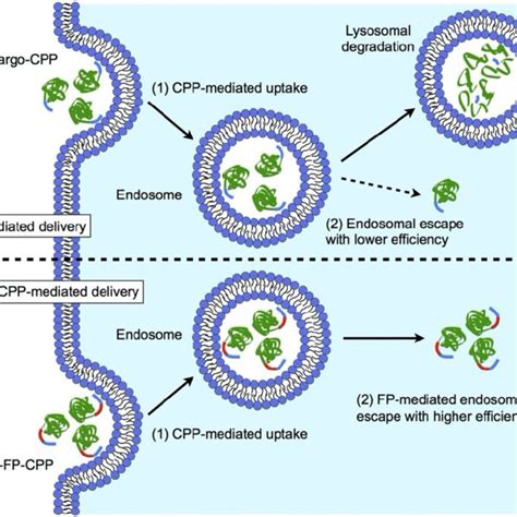 Schematic Representation Of Fp And Cpp Mediated Delivery A A Download Scientific Diagram