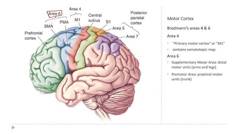 Primary Motor Cortex