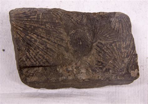 Fossil Shell Puke Ariki