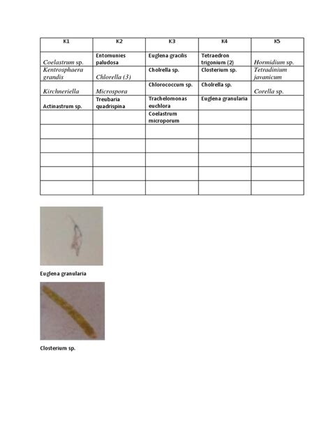 Coelastrum Sp Hormidium Sp Kentrosphaera Grandis Chlorella 3