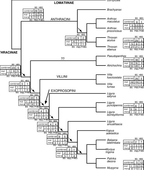 The Single Most Parsimonious Tree Length L 2641 Consistency Index Download Scientific