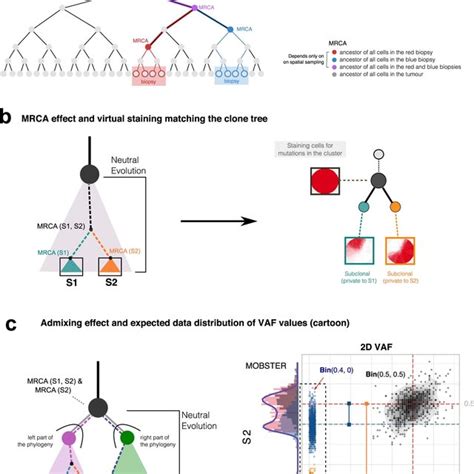 interpreting clone trees as clonal evolution models interpreting clone