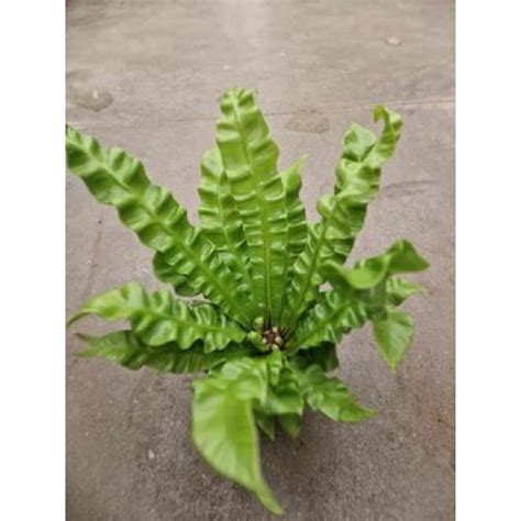 Асплениум от Plants.bg с отлична цена