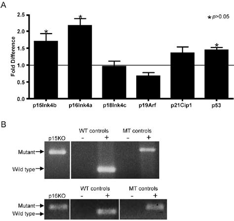 Figure 2 From Roles Of P15Ink4b And P16Ink4a In Myeloid Differentiation