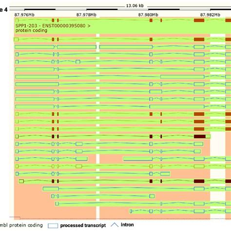 Osteopontin Opn Mrna Levels In Non Neoplastic Colon And Colon Download Scientific Diagram