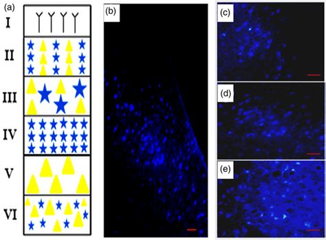 A Schematic Of Different Cell Layers Of The Brain Cortex Layers I