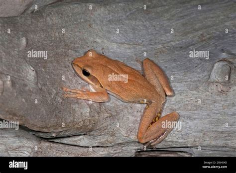 Common Indian Tree Frog Polypedates Maculatus Adult On Tree India