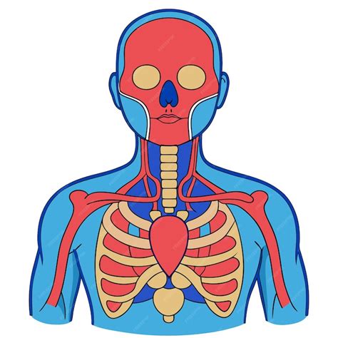 Human Thymus Anatomy Clipart Vector Art And Illustration Premium Ai Generated Vector