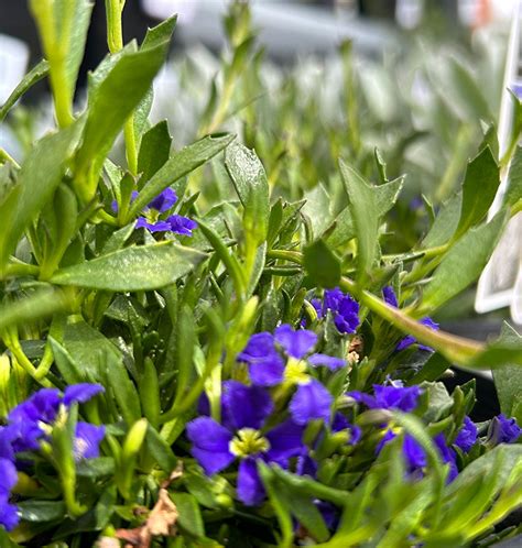 Dampiera Diversifolia Mat Blue The Curious Gardener