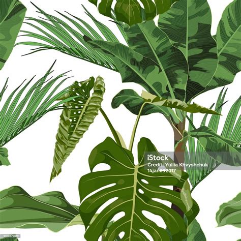 열대 녹색 몬스터 잎 그림 원활한 패턴 정글 단풍 그림 이국적인 식물 여름 해변 꽃 디자인 파라다이스 자연 판화 일러스트레이션 기법에 대한 스톡 벡터 아트 및 기타 이미지