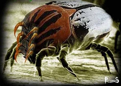 Chizpurfle Su Harry Potter Enciclopedia Potterpedia It By Harryweb Net