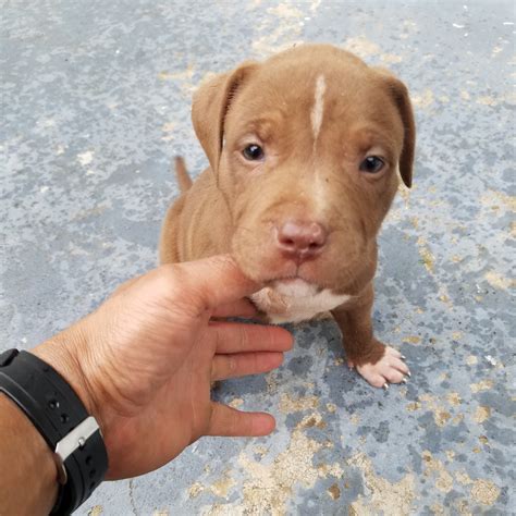 American Pit Bull Terrier Puppies For Sale Seneca Sc 219882