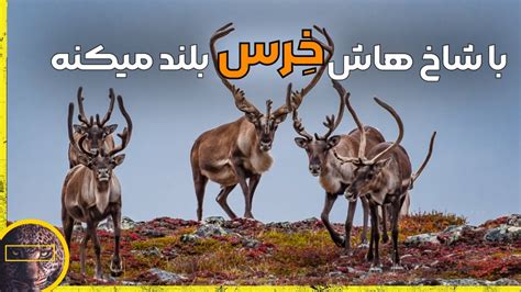 گوزن شمالی در برابر خرس قهوه ای ، گرگ خاکستری وعقاب دم سفید این گوزن