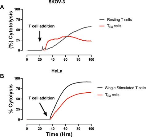 In Vitro Generated T Ex Have Reduced Cytotoxic Capacity Against Download Scientific Diagram