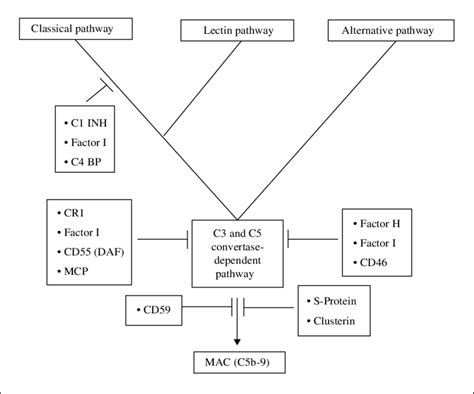 C Activation Pathways Activation Of The Classical Alternative And Download Scientific Diagram