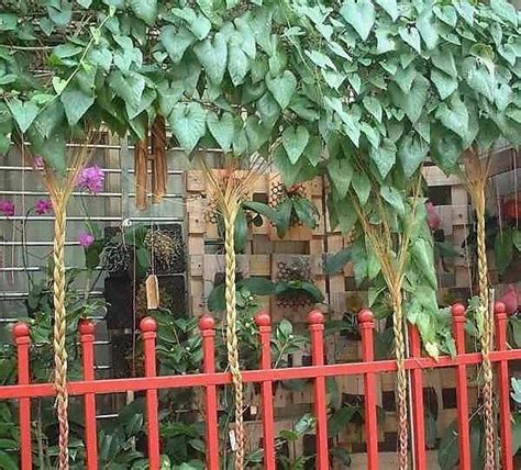 錦屏藤 讓你有一簾幽夢的植物 夢幻的花園 露天市集 全台最大的網路購物市集