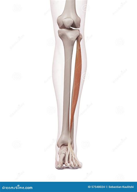 The Extensor Digitorum Longus Stock Illustration Illustration Of Artwork Longus