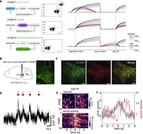 A Dopaminergic Reward Prediction Error Signal Shapes Maternal Behavior In Mice Neuron