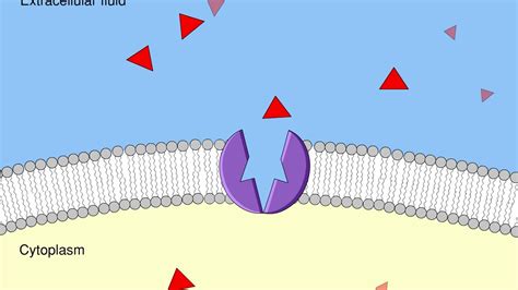Facilitated Diffusion Animation