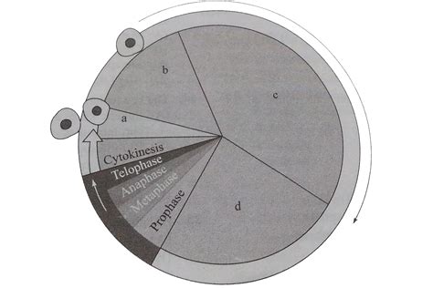 Recognise The Figure And Find Out The Correct Matching
