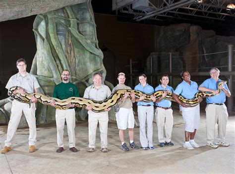 The Longest Python In The World Dies