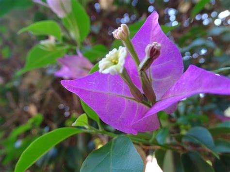 Bougainvillea Spectabilis Great Bougainvillea Care And Culture