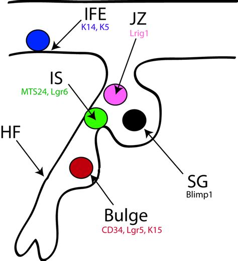 6 Schematic Representation Of The Different Epidermal Stem Cell