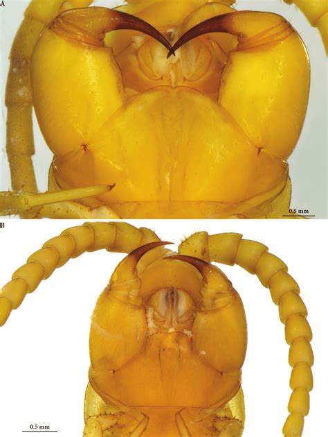 Cryptops Spp Forcipular Coxosternum Ventral View A Cryptops Download Scientific Diagram