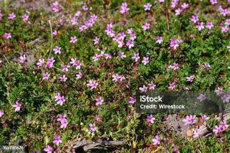 정원에서 분홍색 꽃이 만발한 붉은 줄기 필라리 또는 에로디움 시쿠타리움의 근접 촬영 0명에 대한 스톡 사진 및 기타 이미지 0명 국화쥐손이속 꽃 나무 Istock