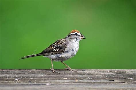 Using Autograd In Pytorch To Solve A Regression Problem