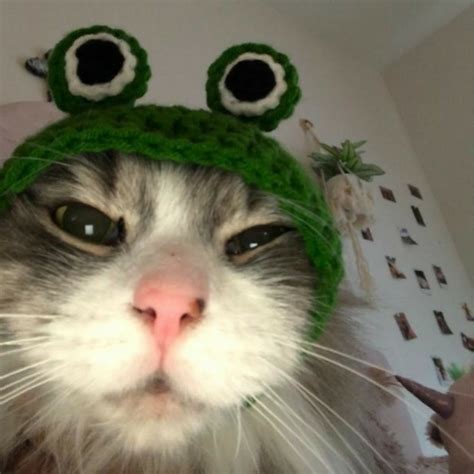 Кот в шапке лягушки рисунок 77 фото